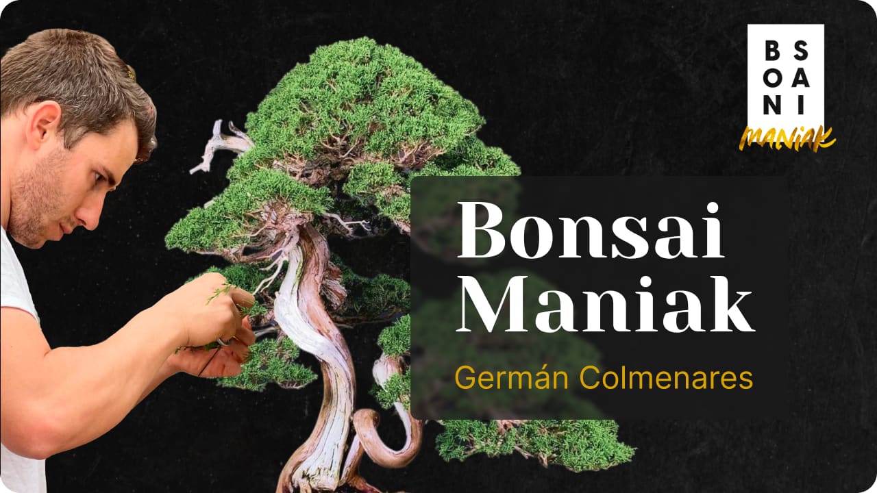Bonsai Maniak - bonsaimaniak